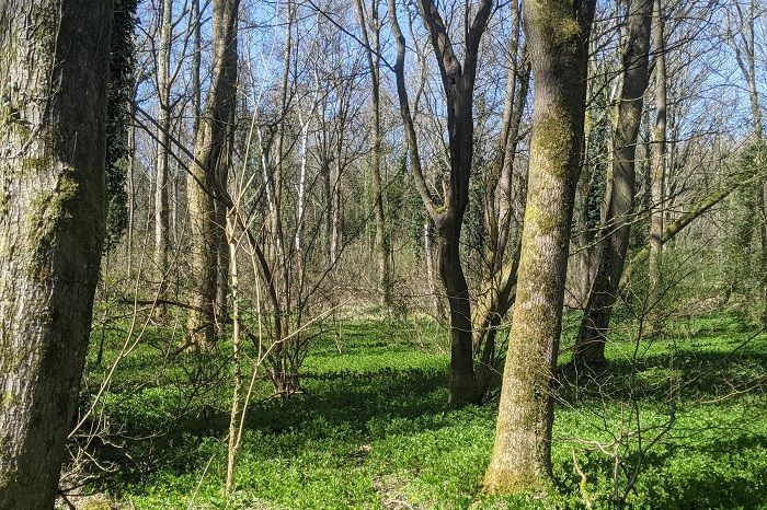 Record number of free trees available in ‘Your Tree Our Future’ 2026 ...
